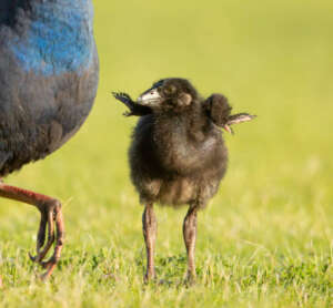 Pukeko Chick